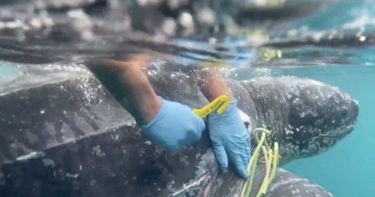 Coast Guard rescues trapped sea turtle from encircling sharks off Cape ...