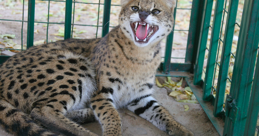 Look at this Cheetah-like cat found running wild around Reading ...