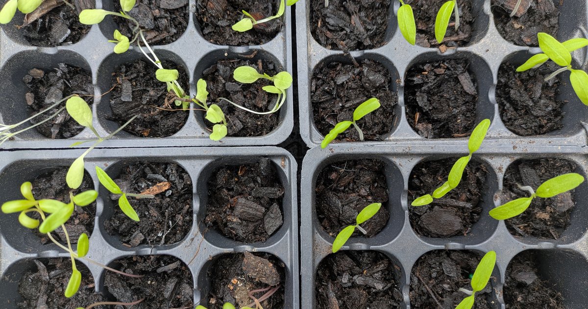 Philadelphia seed companies offer spring planting tips | PhillyVoice