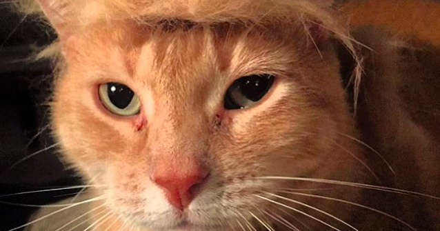 Cats channel inner Trump on social media with #TrumpYourCat | PhillyVoice