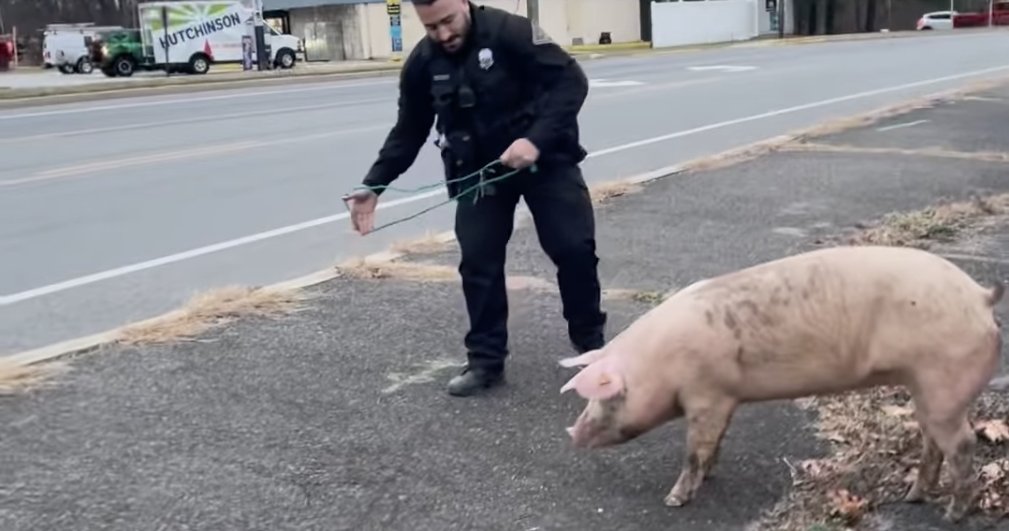 Deptford police capture escaped pig named Albert Einswine at South ...