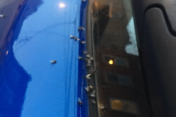 'Welcome our new insect overlords': Bugs spotted swarming across ...