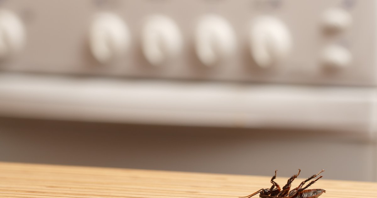 How to keep unwanted pests out of your house | PhillyVoice