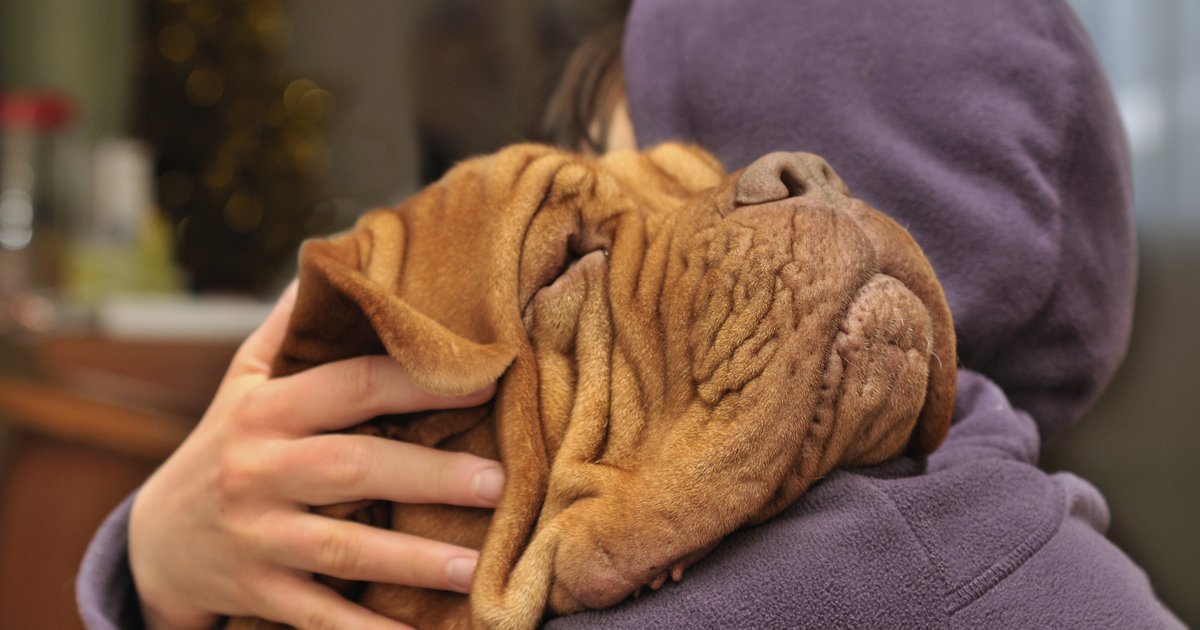 Support local animals by shopping and dining during Philly Loves PAWS ...