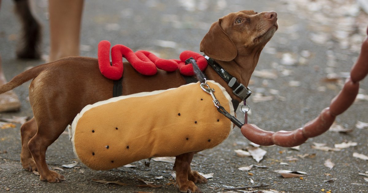 Watch weiner dogs race in Manayunk, for a good cause – The 215 Blog