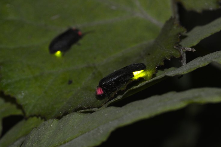 Infrequently Asked Questions: How do fireflies light up? | PhillyVoice