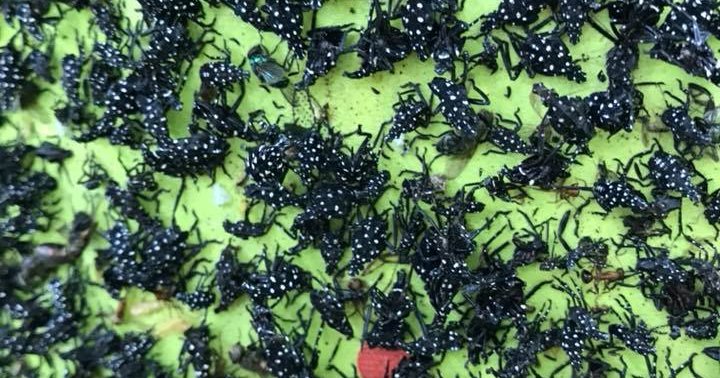 Spotted lanternfly has made its way to Pa., and neighbors are trying ...