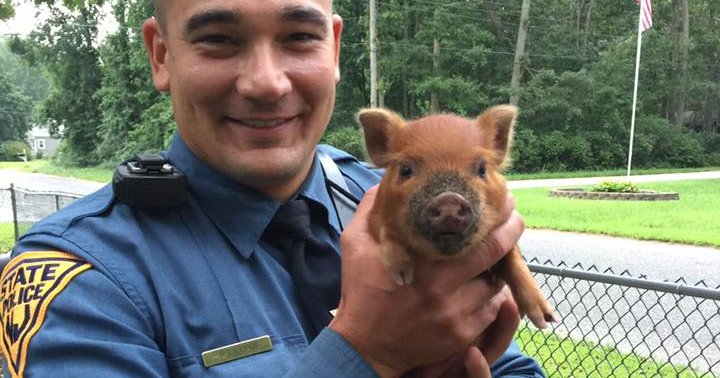 Piglet on the loose in New Jersey gives three troopers a chase ...