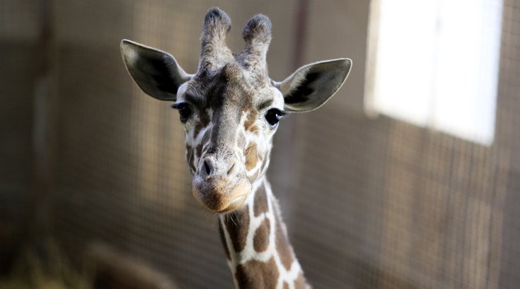 Elmwood Park Zoo | PhillyVoice