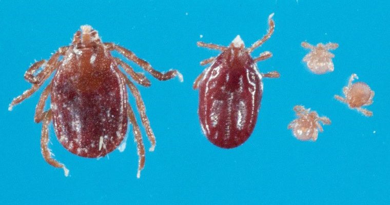Rare tick spotted in New Jersey as expert warns of east coast ‘tick ...