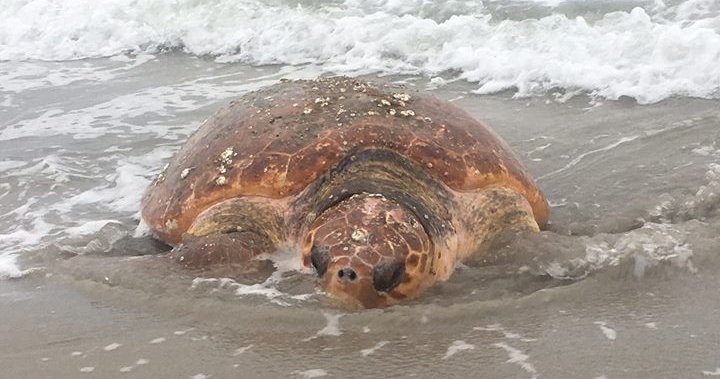 WATCH: 270-pound turtle rescued in Avalon, New Jersey | PhillyVoice