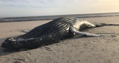 Dead 25-ton baby humpback whale found on remote sandbar at Jersey Shore ...
